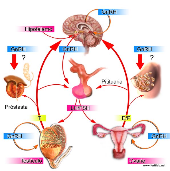 AnatomÍa Mind Map